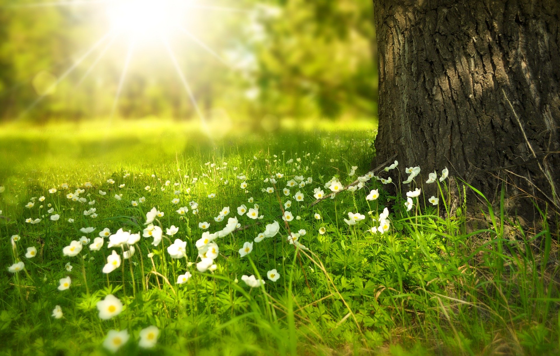 Letter of the Week (ر) raa | Arabic Language Blog