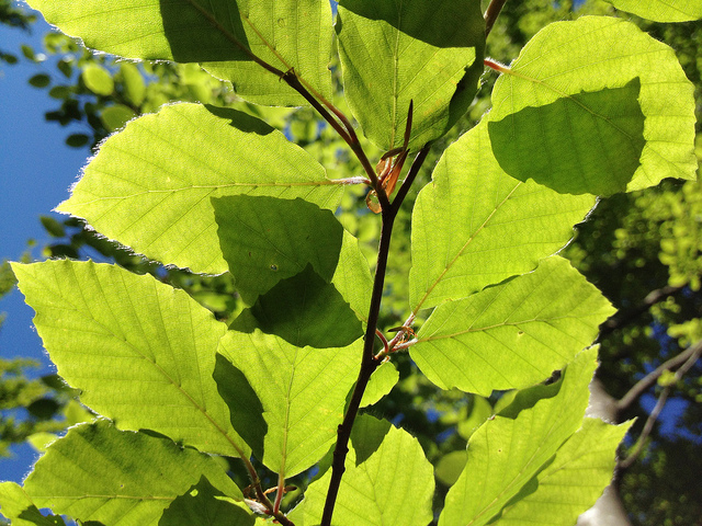 Trees of Denmark | Danish Language Blog