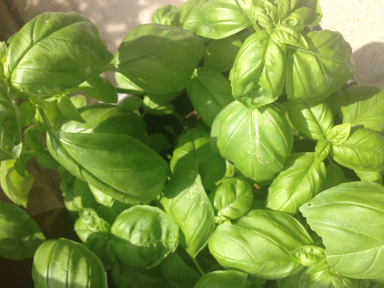 Dutch Gardens Part 2 | Dutch Language Blog