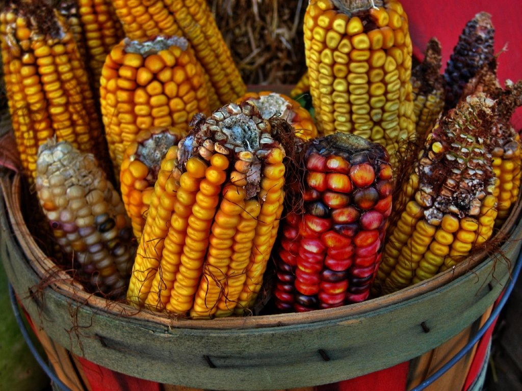 A Corny Thanksgiving | English Language Blog