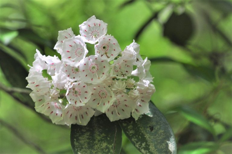 Native American Flowers | English Language Blog