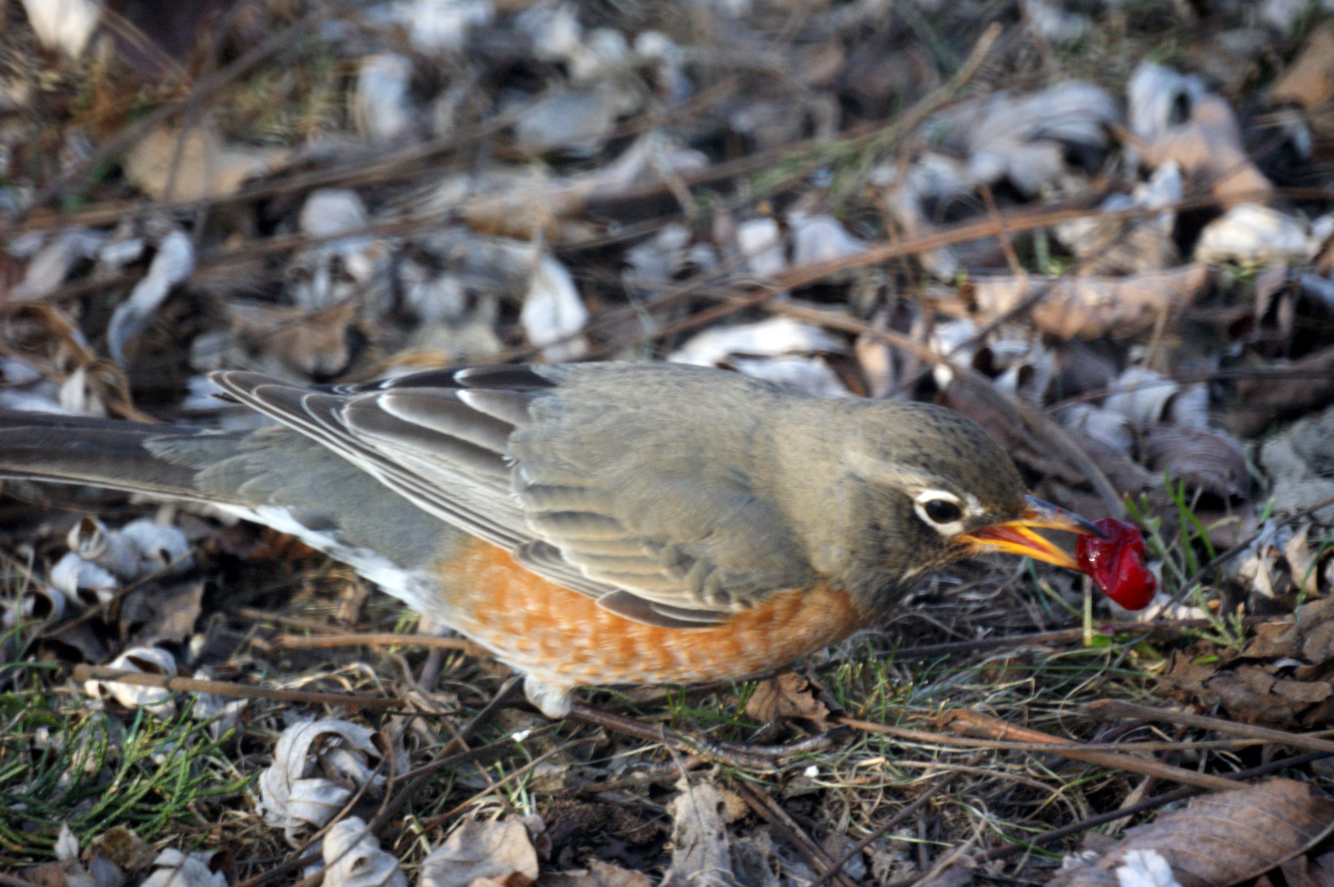 Plants and Animal Names in Esperanto | Esperanto Language Blog