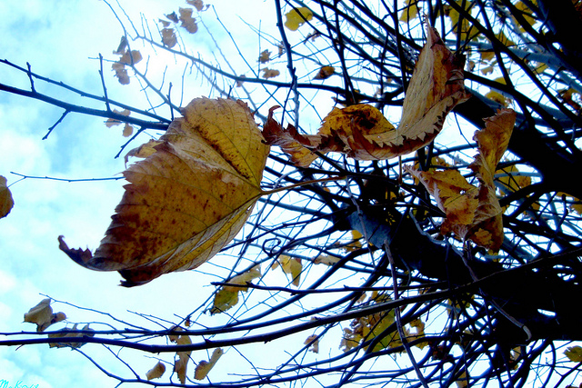 “Chanson d’automne” (“Autumn Song”) | French Language Blog