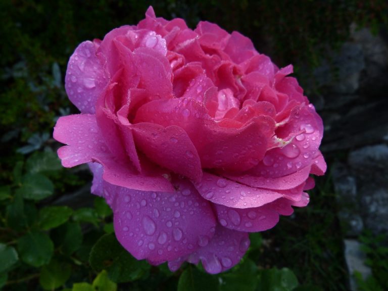 La vie en rose: Expressions with Pink | French Language Blog