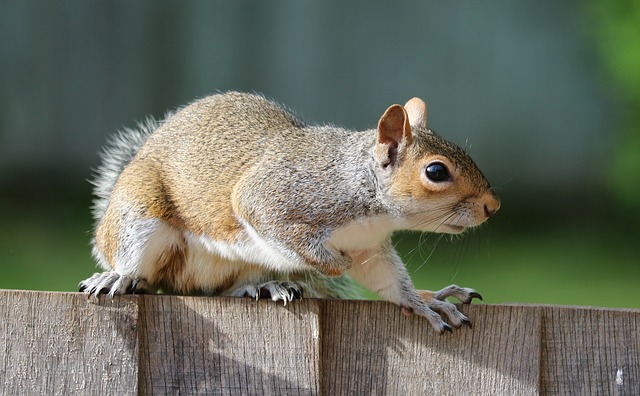 French Pronunciation and...Squirrels? | French Language Blog