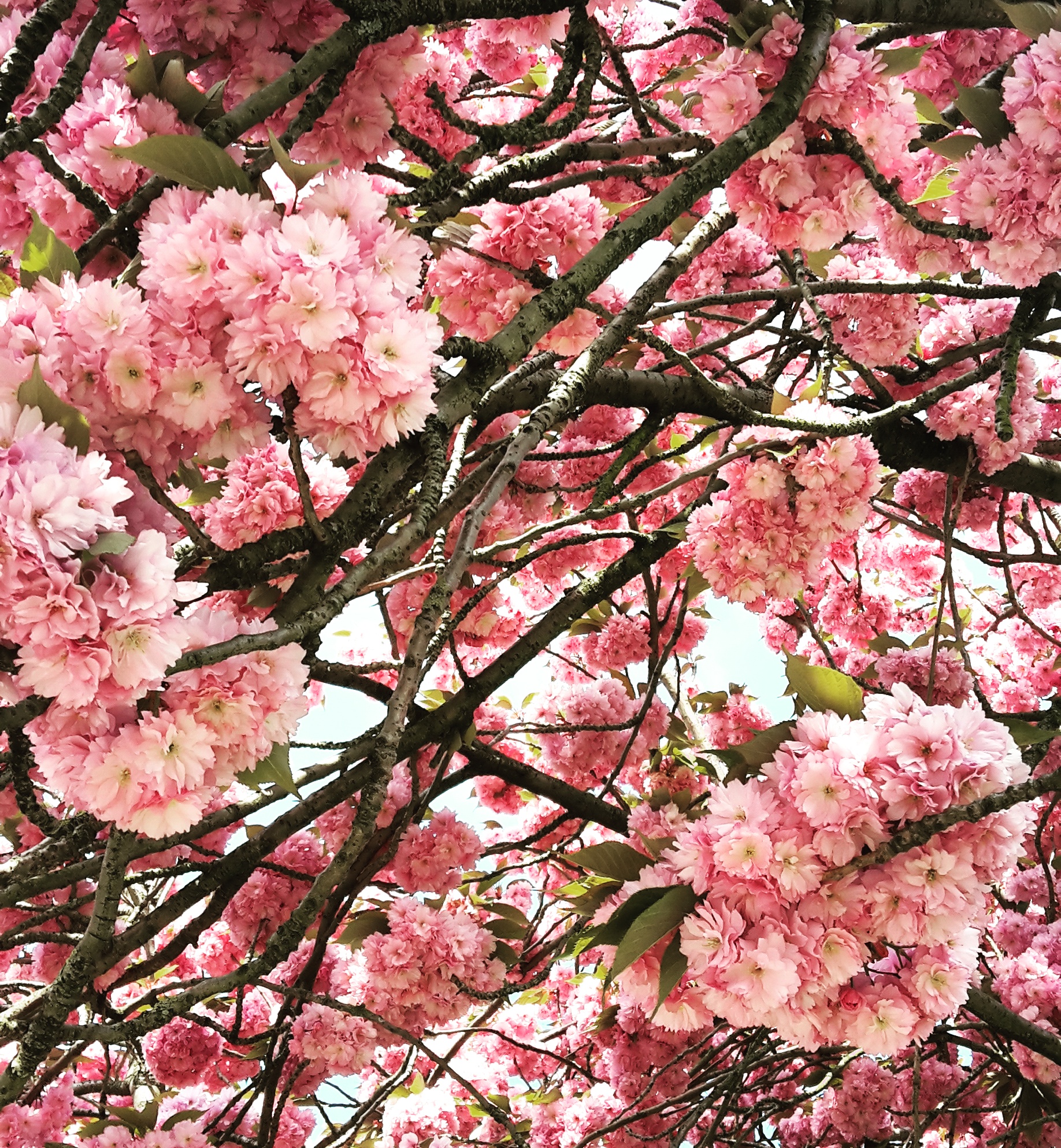 German Vocabulary for Spring | German Language Blog