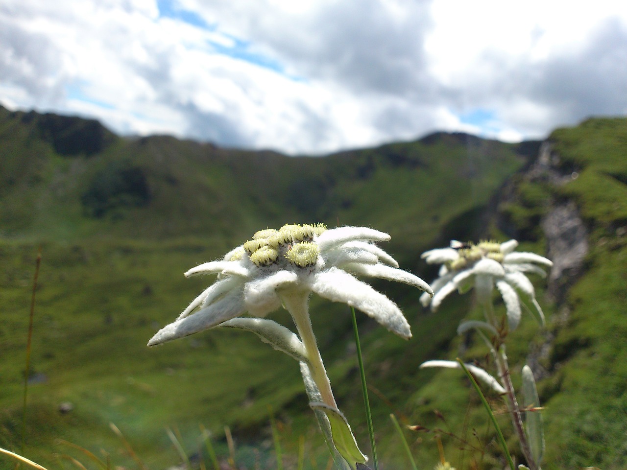 The Edelweiss And Its Meaning | German Language Blog