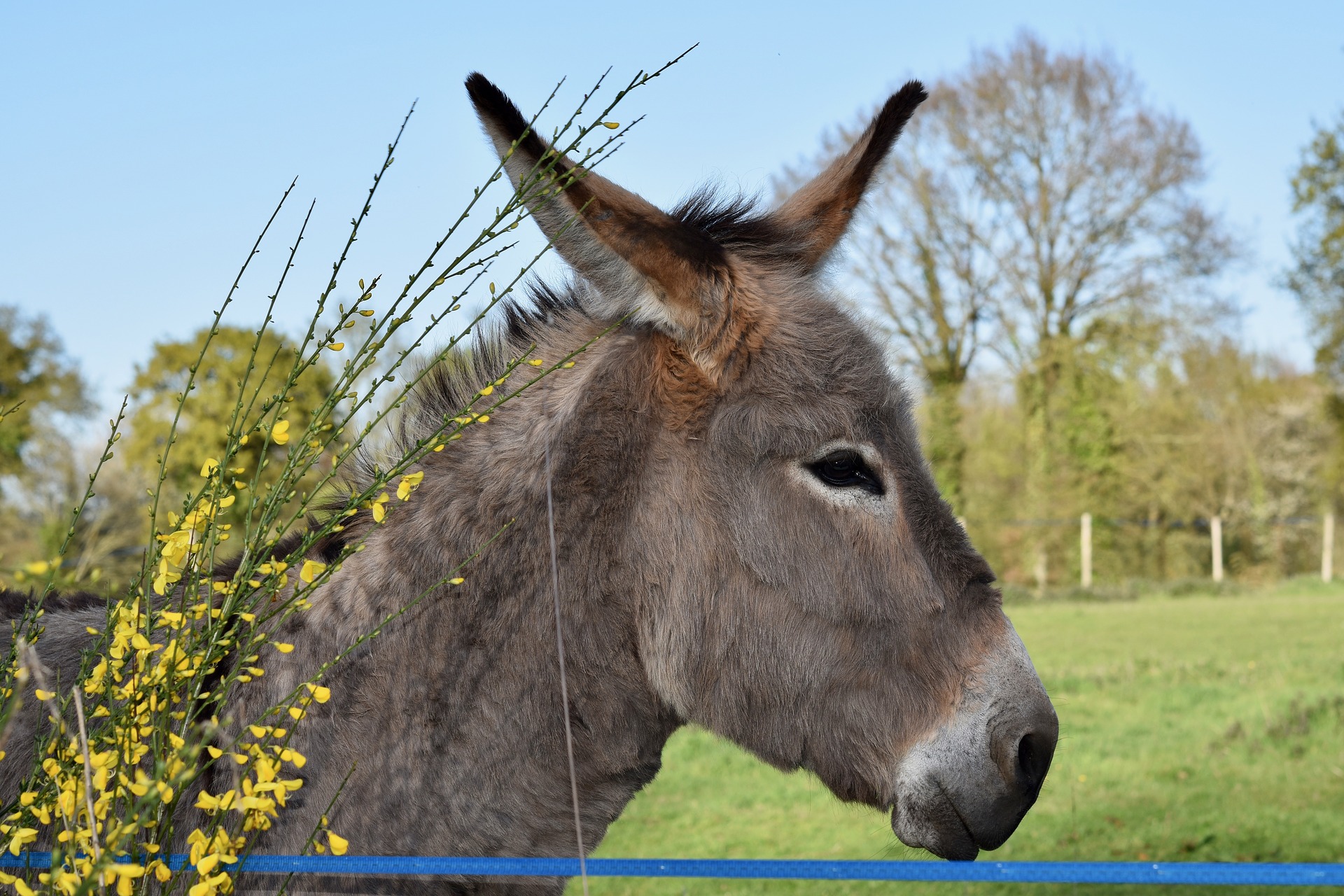 The German Word Eselsbrücke(Mnemonic) | German Language Blog