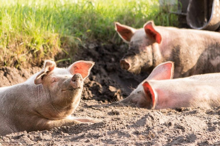 The Pig In The German Language | German Language Blog