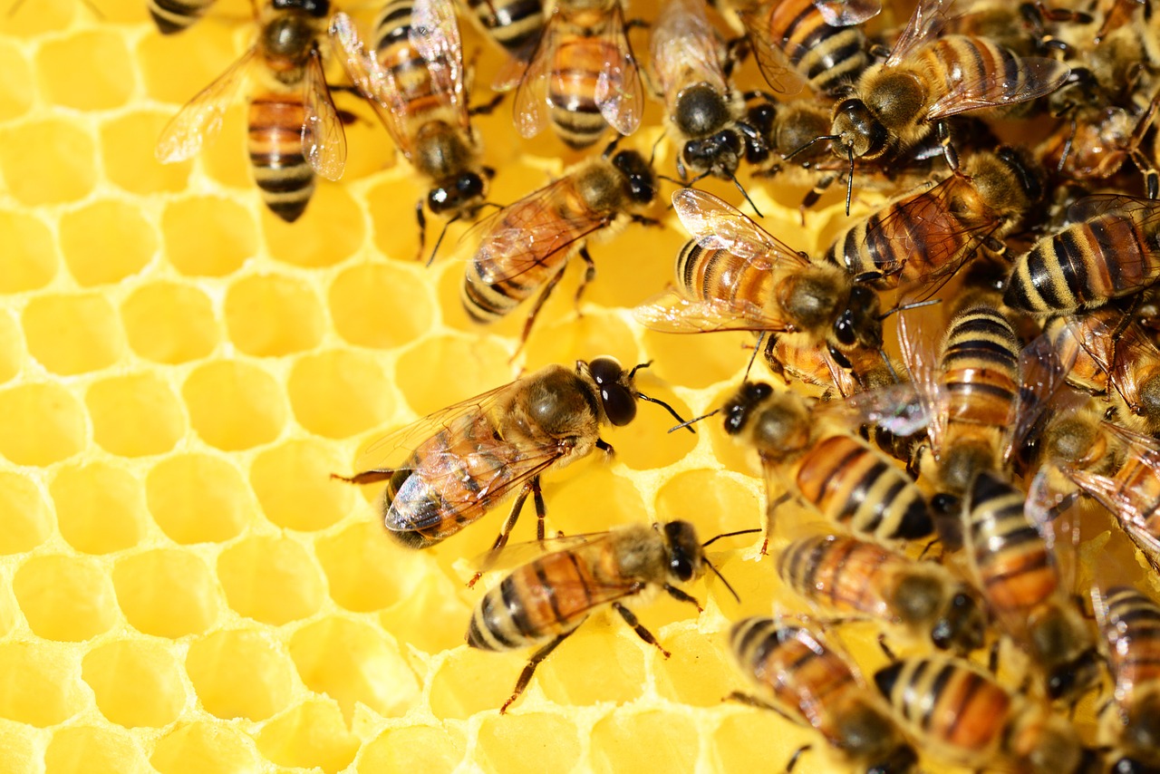 Honey, Bees and Hives in Hebrew | Hebrew Language Blog