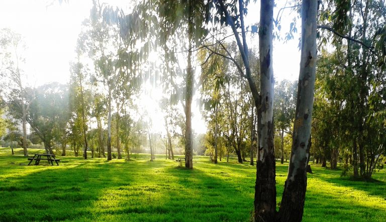 Aviv and Stav: The Origin and Meaning of Two Common Hebrew Names ...