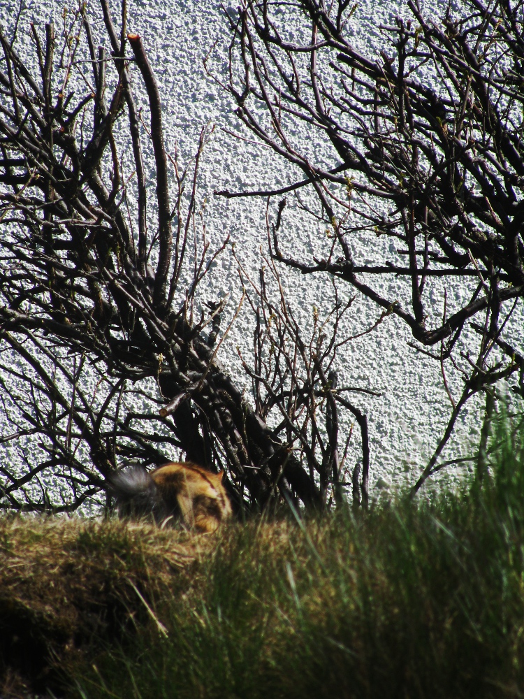 You say meow, I say mjá. | Icelandic Language Blog