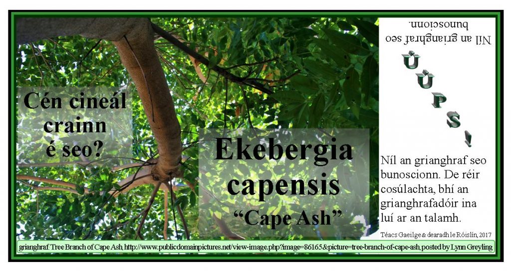 Ainmneacha Crann: Irish Names for Trees (native and non-native to ...