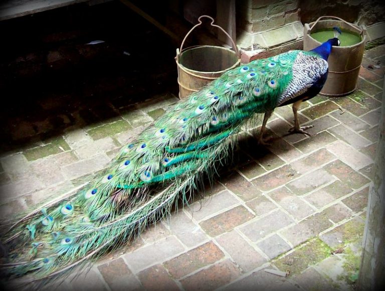 Italian Animalistic Expressions | Italian Language Blog