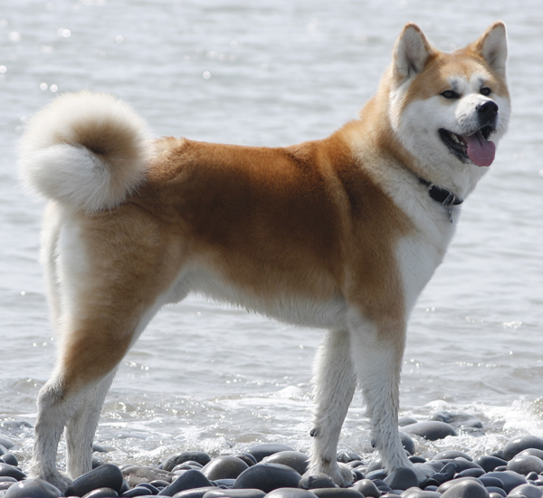 Japanese Dogs | Japanese Language Blog