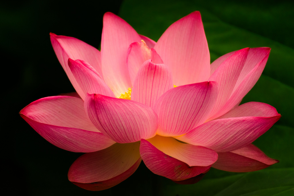 7 Japanese words that bring you happiness | Japanese Language Blog