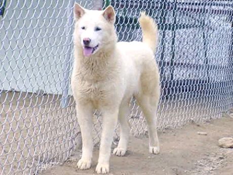 Korean Dogs | Korean Language Blog