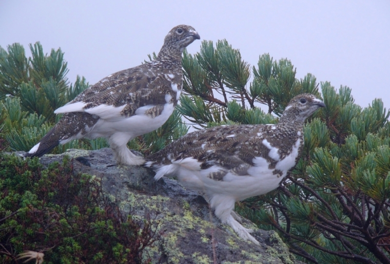 Bird Hunting in Norway | Norwegian Language Blog