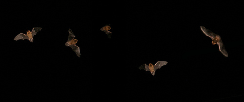 What does "nietoperek" mean in Polish? | Polish Language Blog