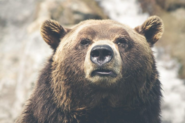 Story about bear named Wojtek to be featured in an animated movie ...