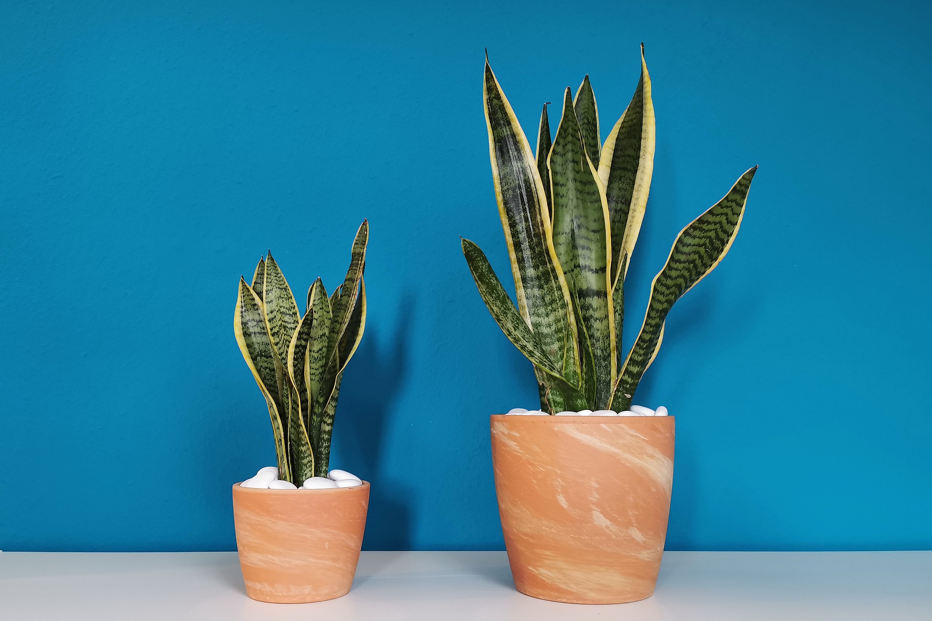 Easy care houseplants picks in Polish | Polish Language Blog
