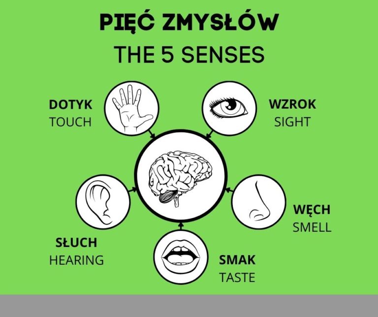 Five Senses In Polish