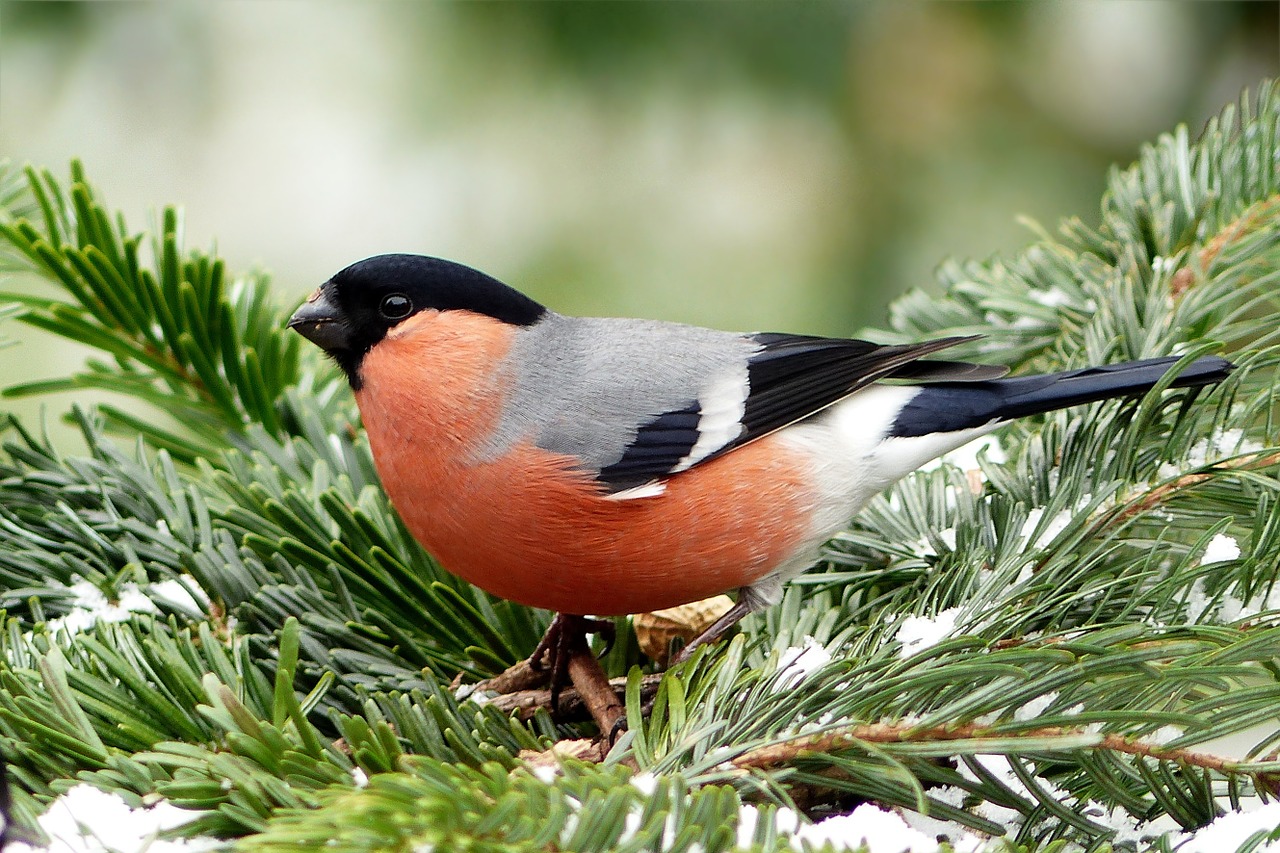 Can You Name 10 More Birds in Russian? | Russian Language Blog