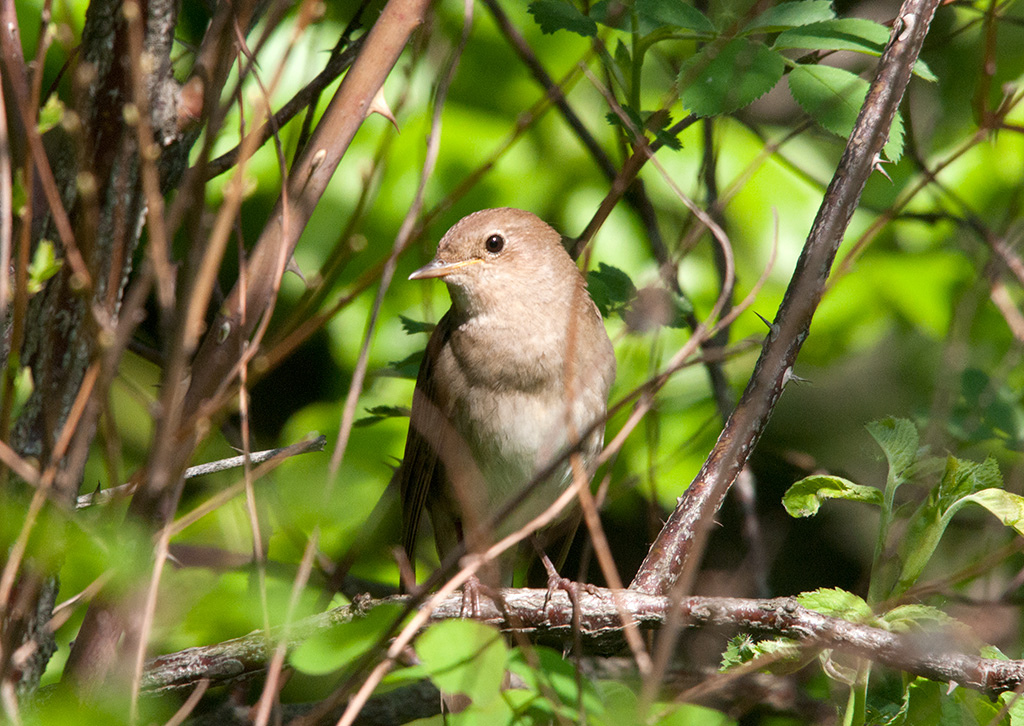 Can You Name 10 More Birds in Russian? | Russian Language Blog