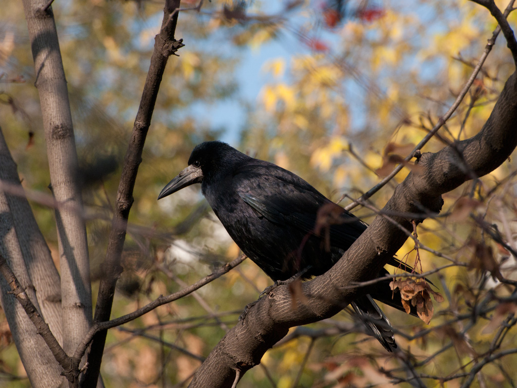 Can You Name 10 More Birds in Russian? | Russian Language Blog