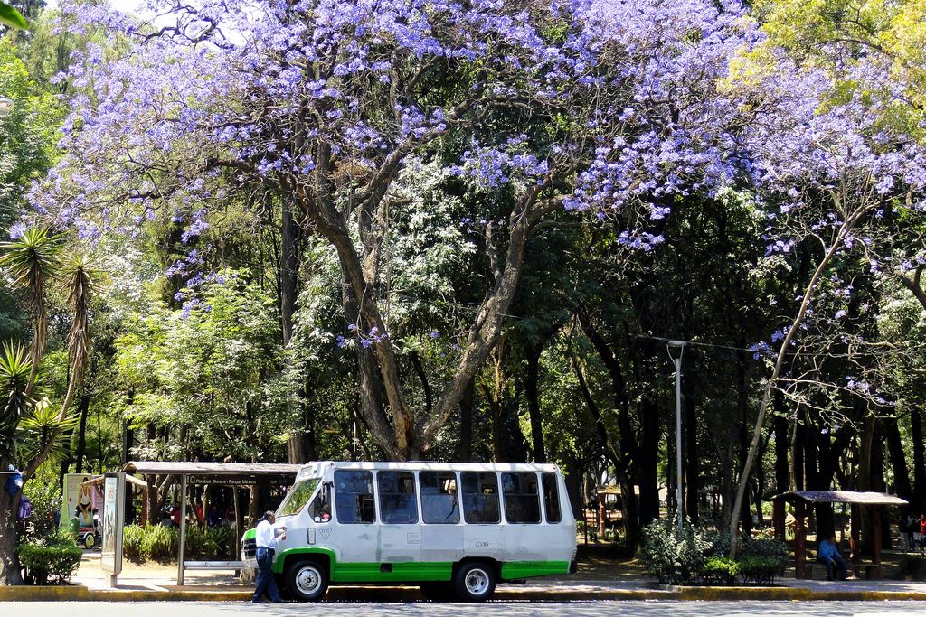 The Blooming Jacarandas in Mexico | Spanish Language Blog