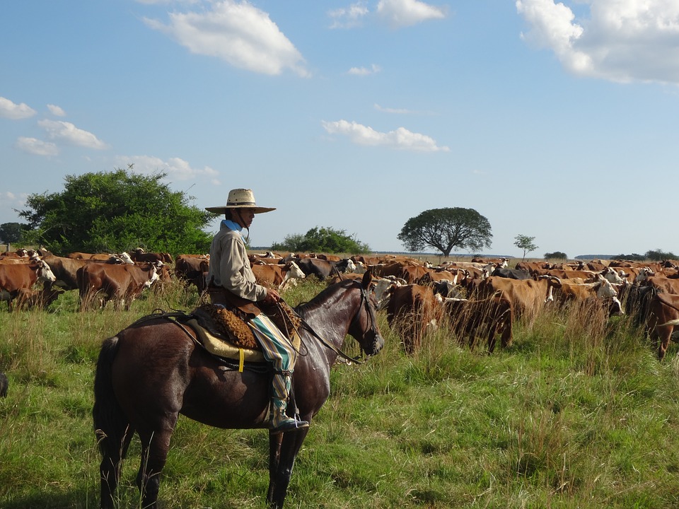 The Gaucho: Key Figure of the Argentinean Culture | Spanish Language Blog