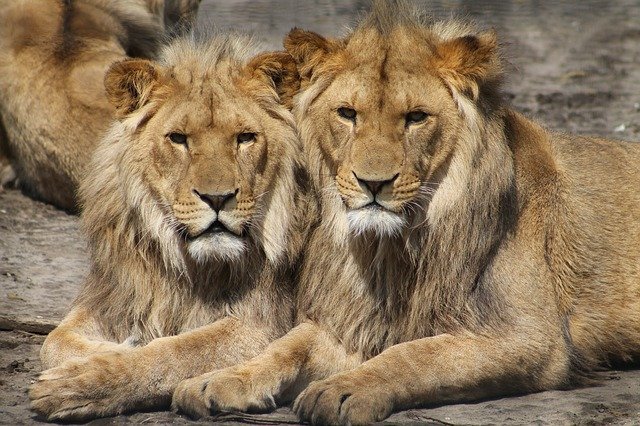 Colloquial Spanish Course – Talking about animals in Spanish | Spanish ...