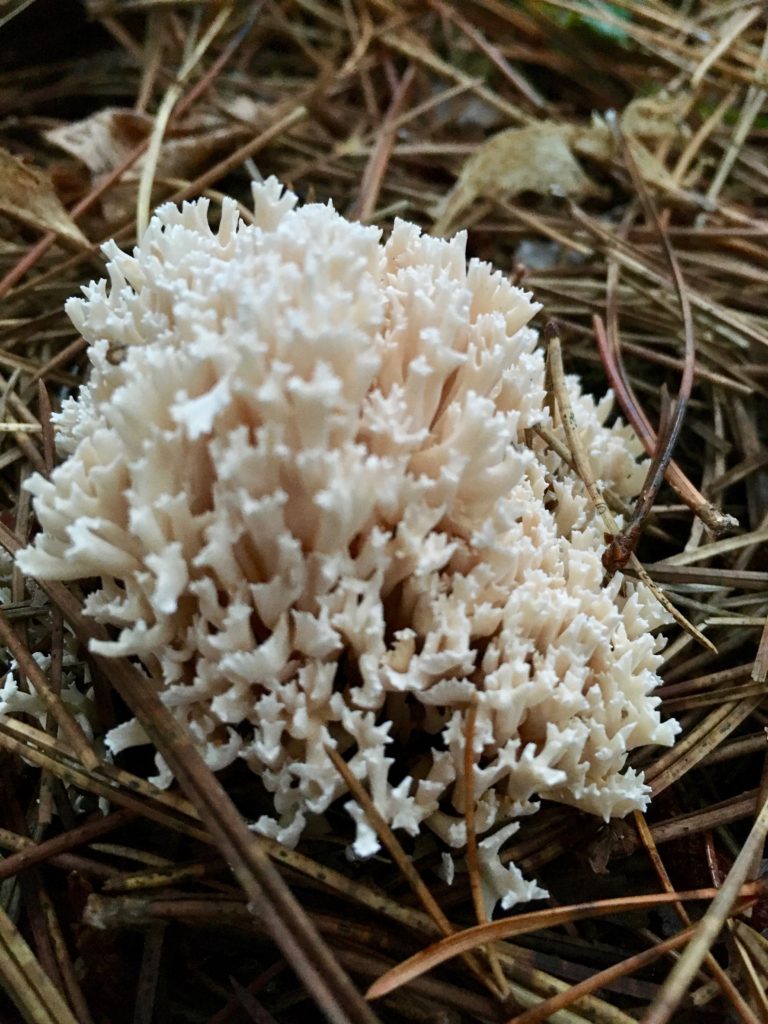 Sweden, A Mushroom-Loving Culture | Swedish Language Blog