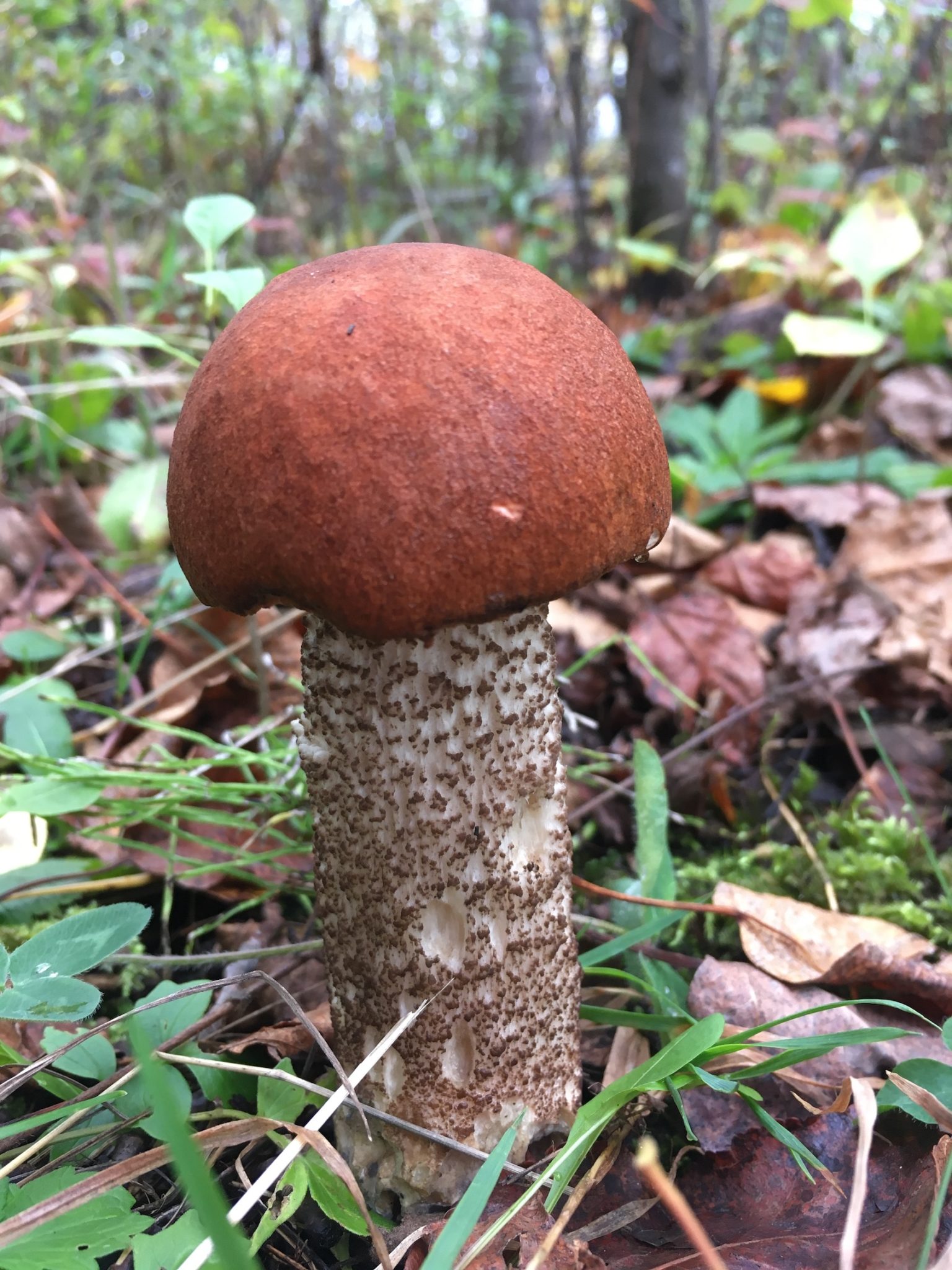 Sweden, A Mushroom-Loving Culture | Swedish Language Blog