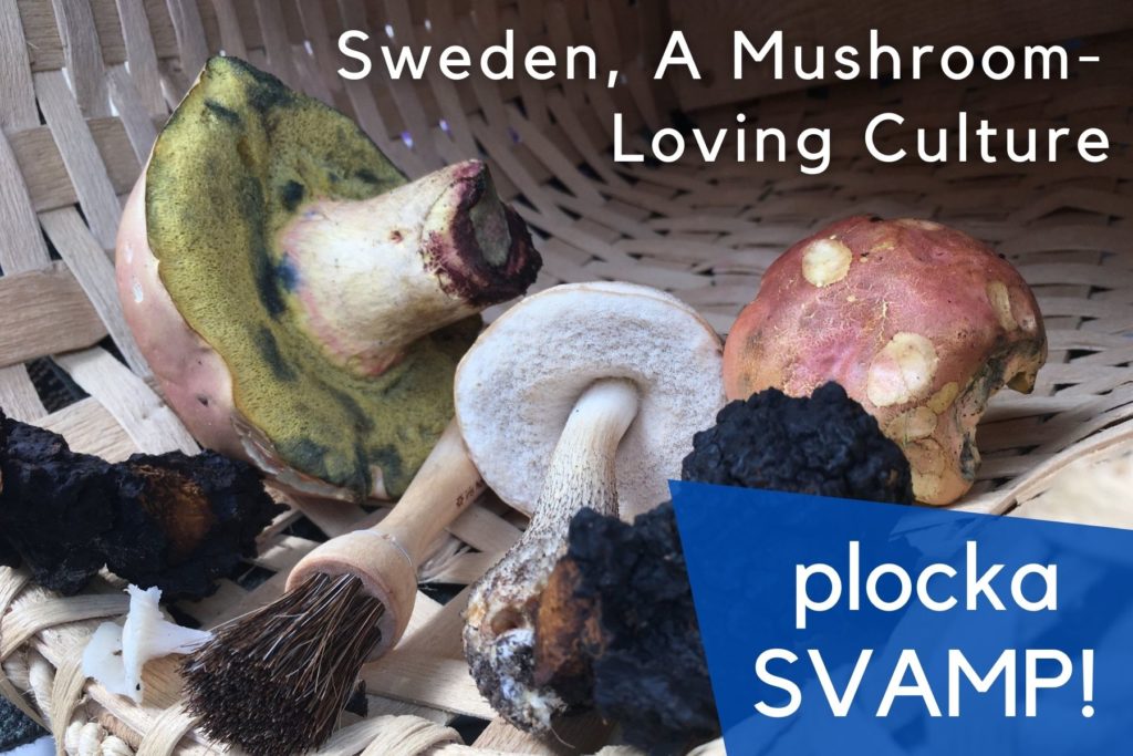 Sweden, A Mushroom-Loving Culture | Swedish Language Blog