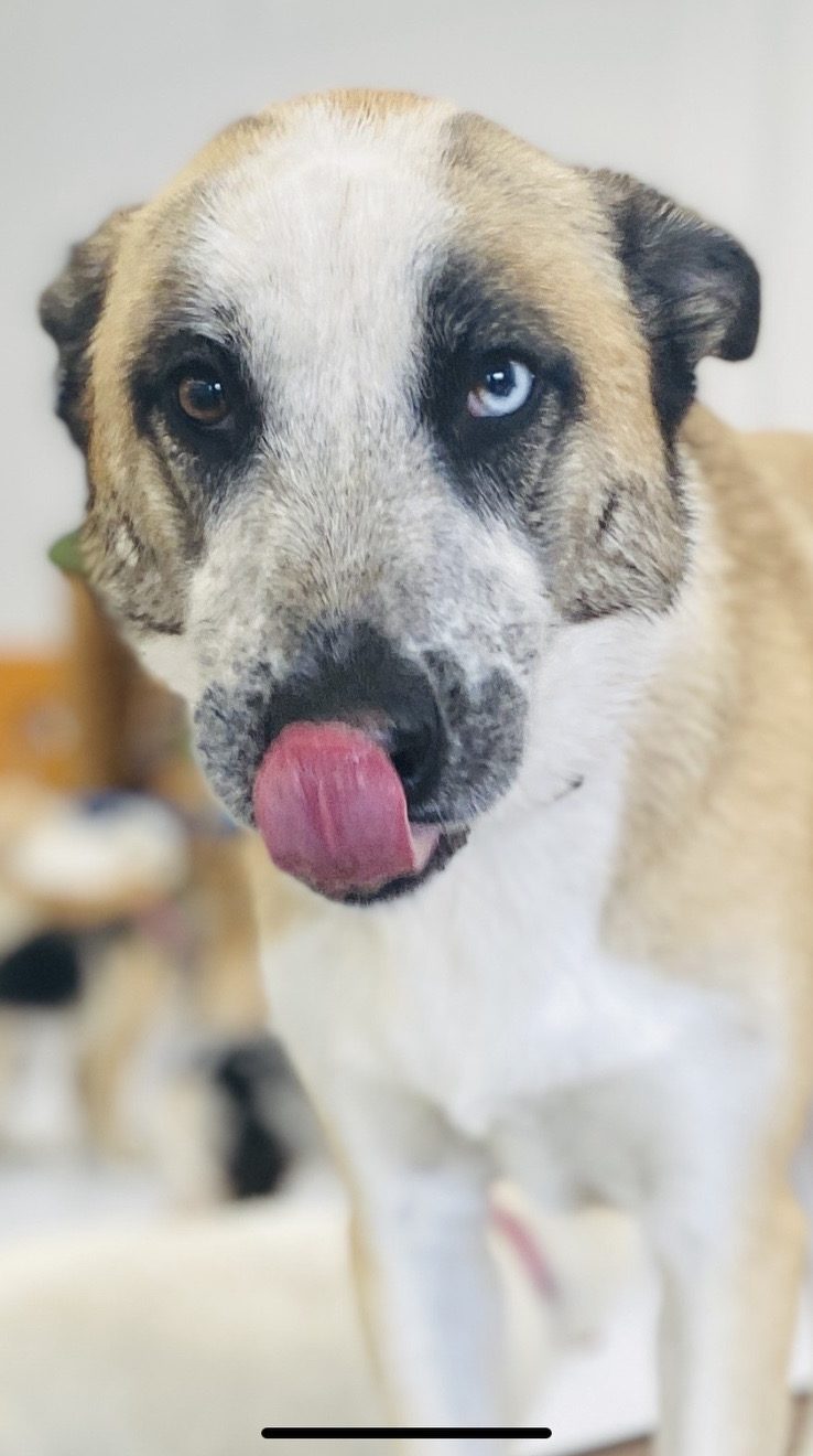 The Dog Says Woof! Woof! - Vietnamese Language Blog